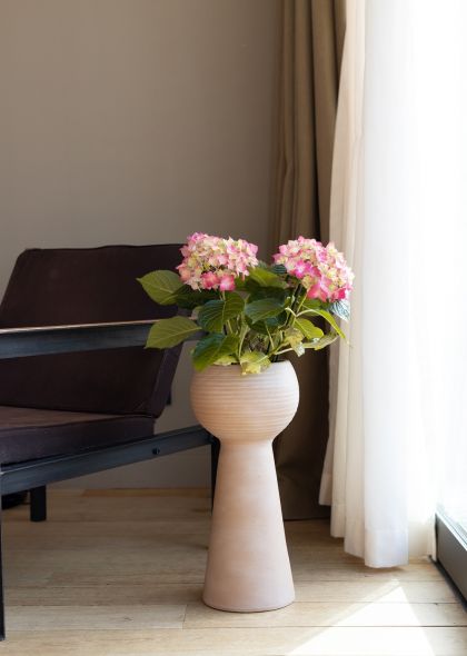 Plantes fleuries orchidée hortensia