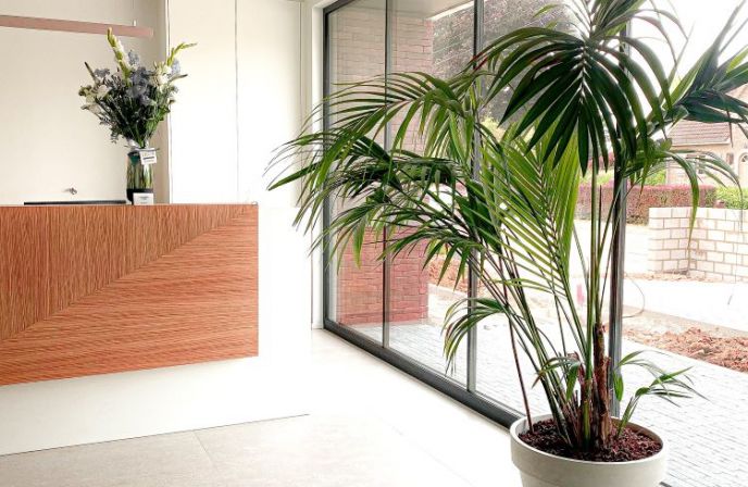 Le kentia, un palmier XXL dépolluant